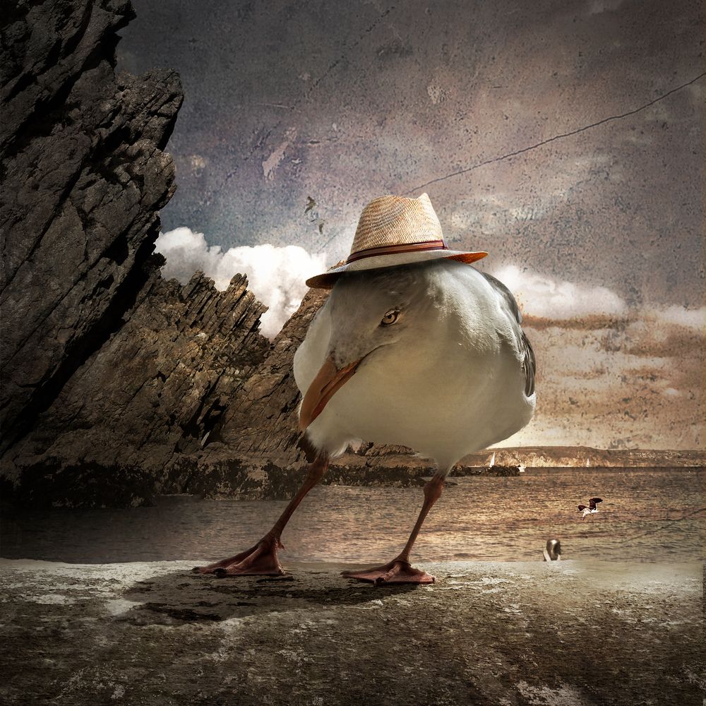 Schräger Vogel Foto & Bild | fotomontage, composing , composing Bilder auf fotocommunity