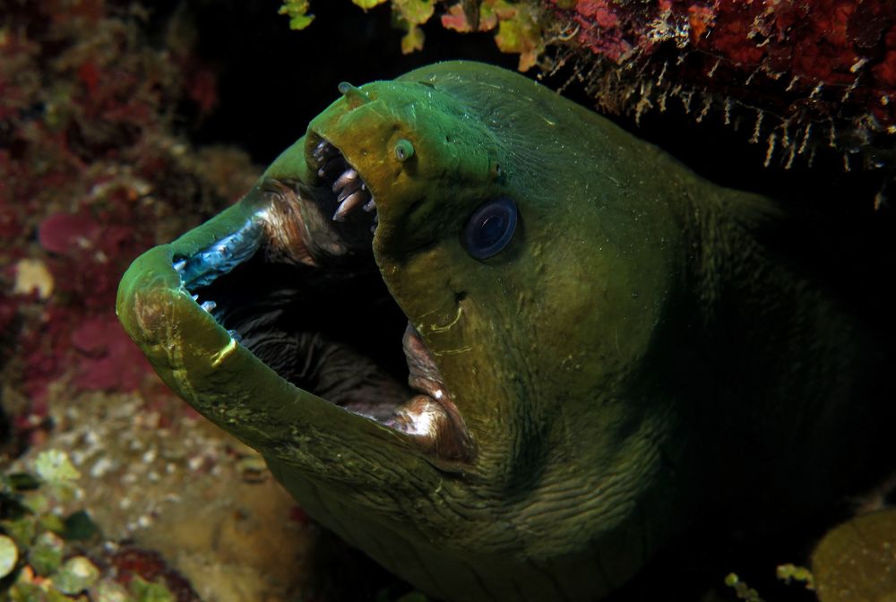 "Schreck 2 " Foto & Bild | natur, tiere, wildlife Bilder auf fotocommunity