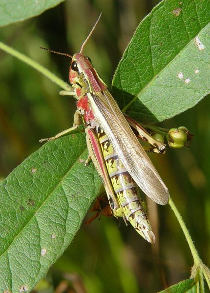 Schreck ! Foto & Bild | kleingetier, natur Bilder auf fotocommunity