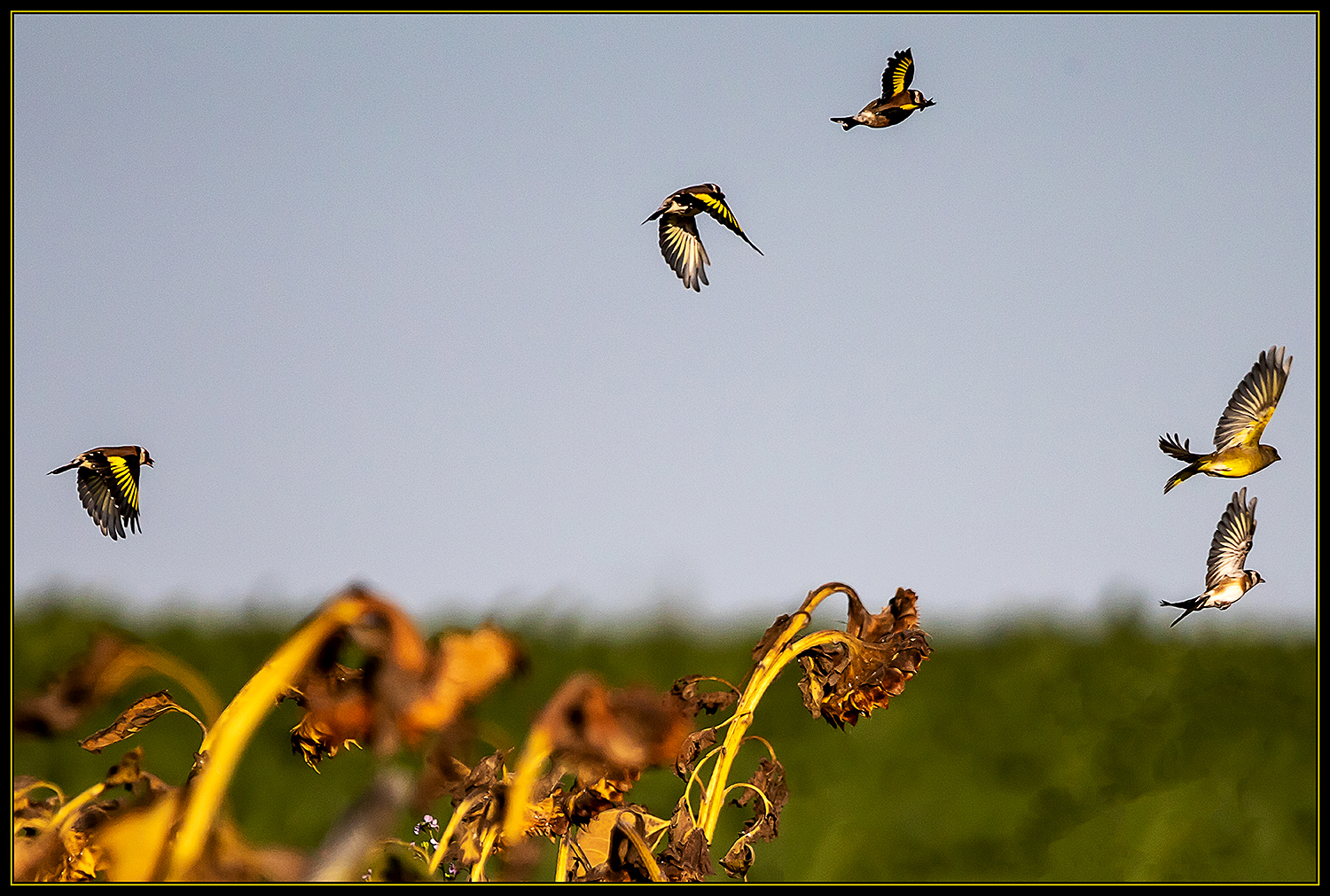 Schreck... Foto & Bild | tiere, wildlife, wild lebende vögel Bilder auf ...