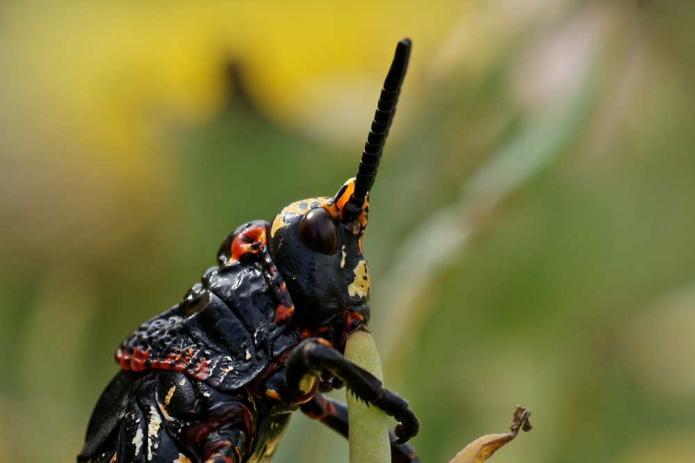 Schrecke (2c) Foto & Bild | tiere, wildlife, insekten Bilder auf ...