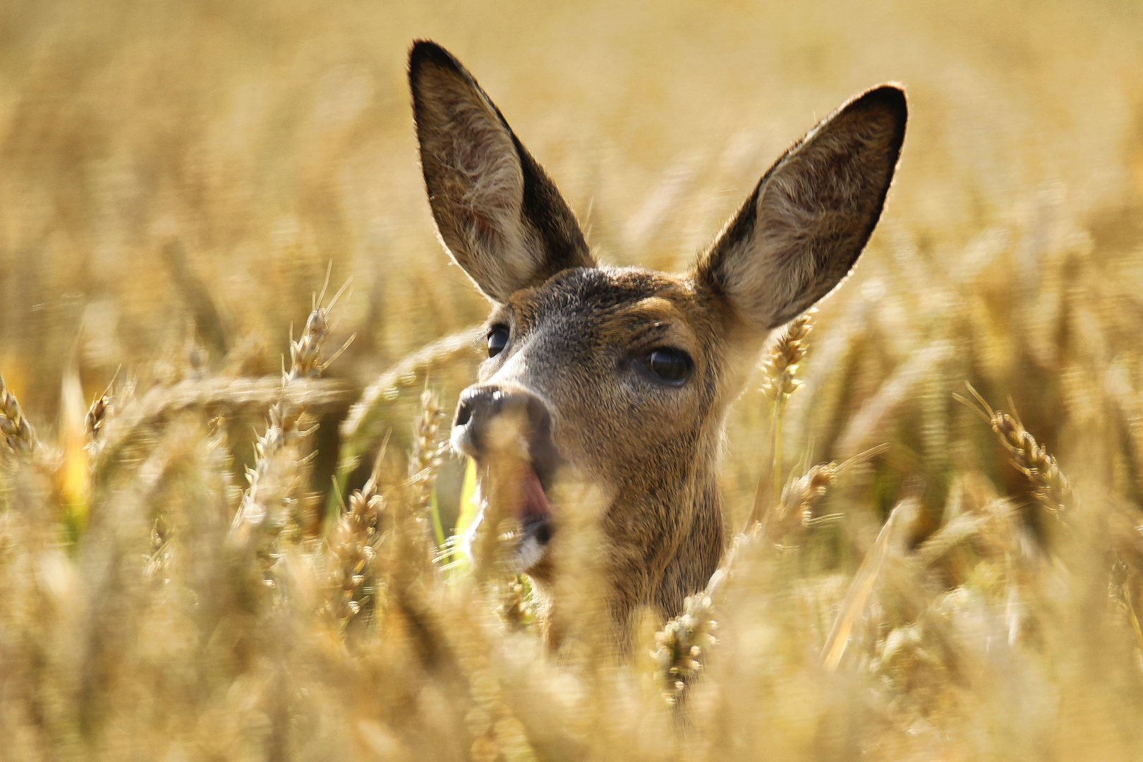 Schreckende Ricke Foto & Bild | tiere, wildlife, säugetiere Bilder auf ...