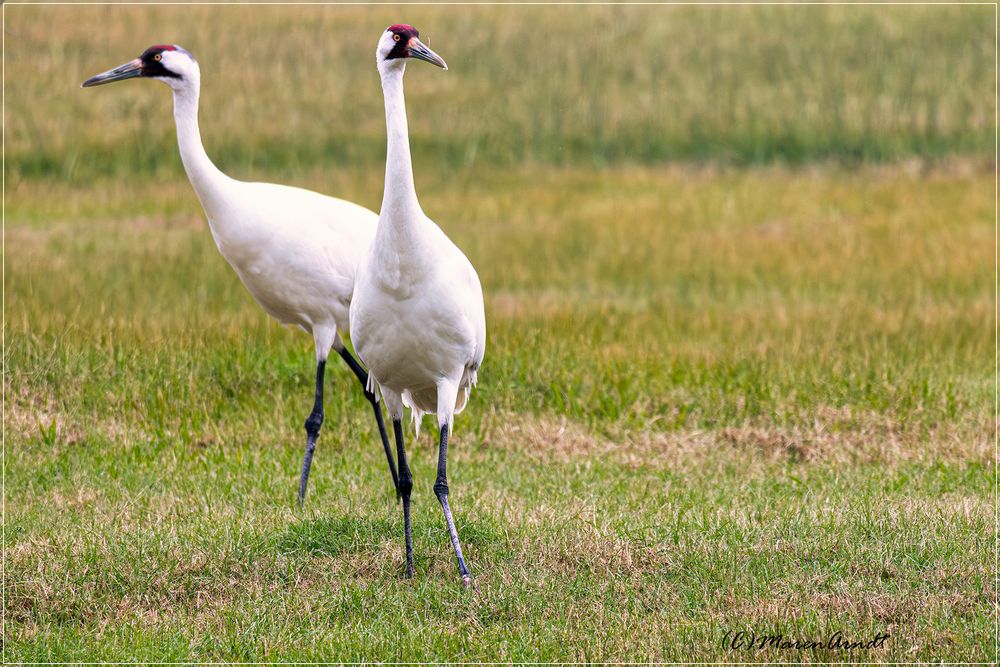 Schreikraniche Foto & Bild | world, natur, tiere Bilder auf fotocommunity