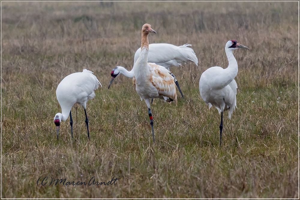 Schreikraniche im Aransas Wildlife Refuge in Texas Foto & Bild | fotos ...