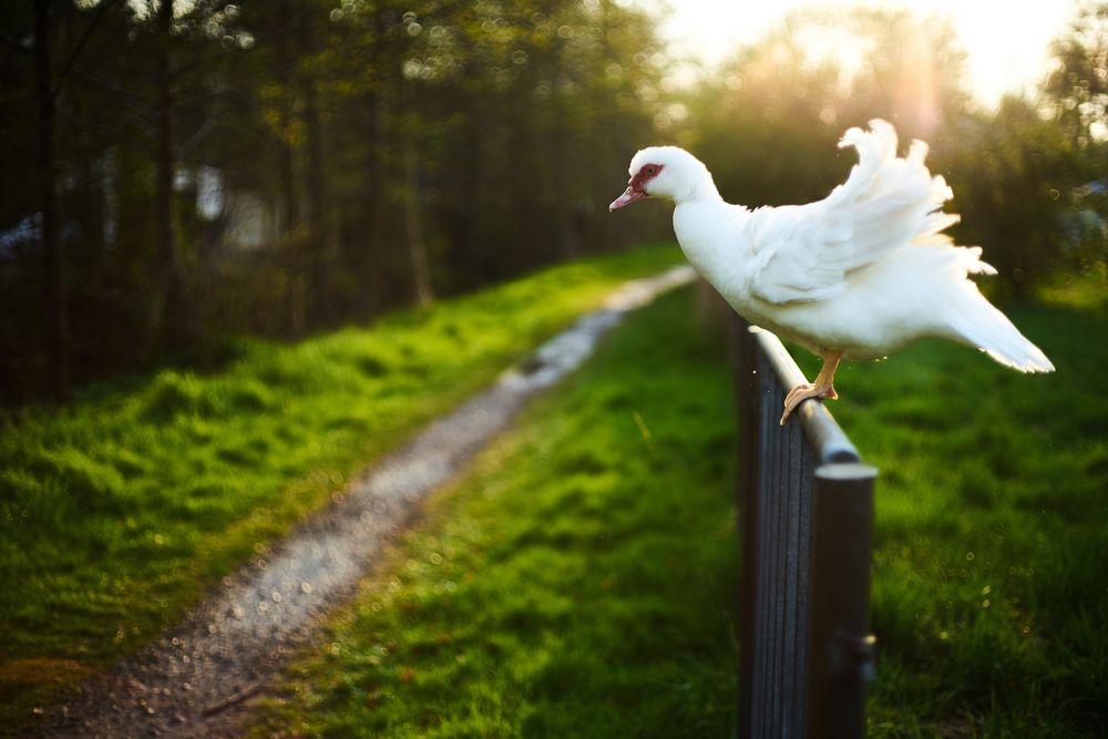schüttel Foto & Bild | natur, tiere, vögel Bilder auf fotocommunity