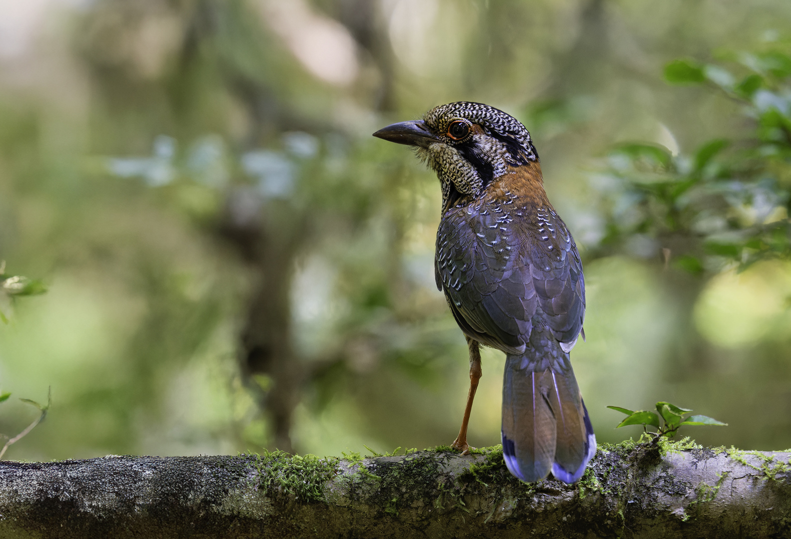 SCHUPPEN-RACKE Foto & Bild | africa, madagascar, eastern africa Bilder ...