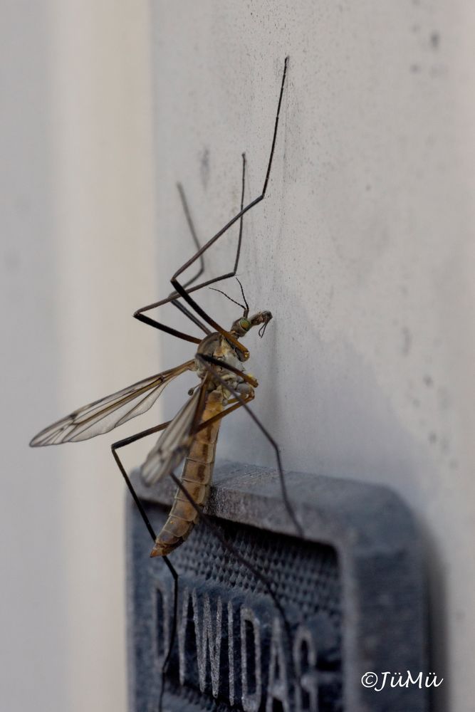 Schuster Foto & Bild | tiere, wildlife, insekten Bilder auf fotocommunity