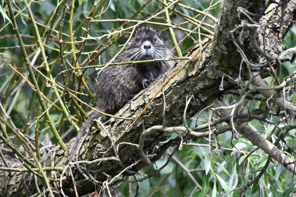Schuster, bleib' bei deinem Leisten! Foto & Bild | natur, tiere ...