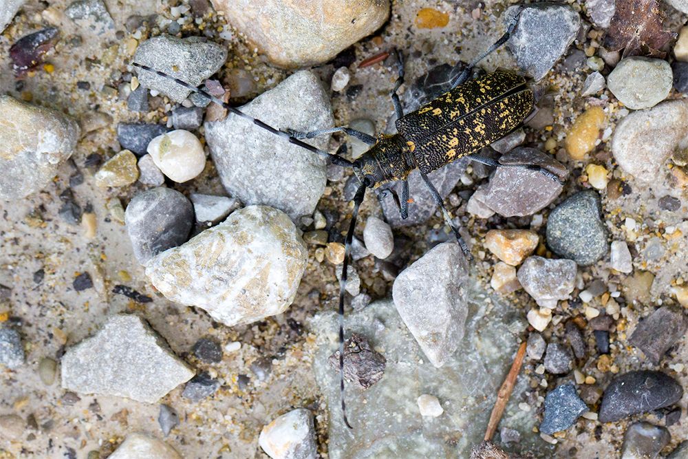 Schuster, Schneider oder Bäcker? Foto & Bild | natur, insekten, tiere ...