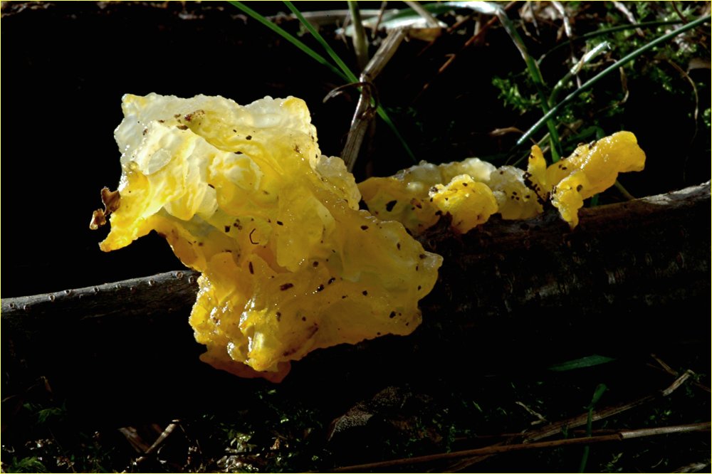 Schwabbelig Foto & Bild | pflanzen, pilze & flechten, pilze & flechten ...