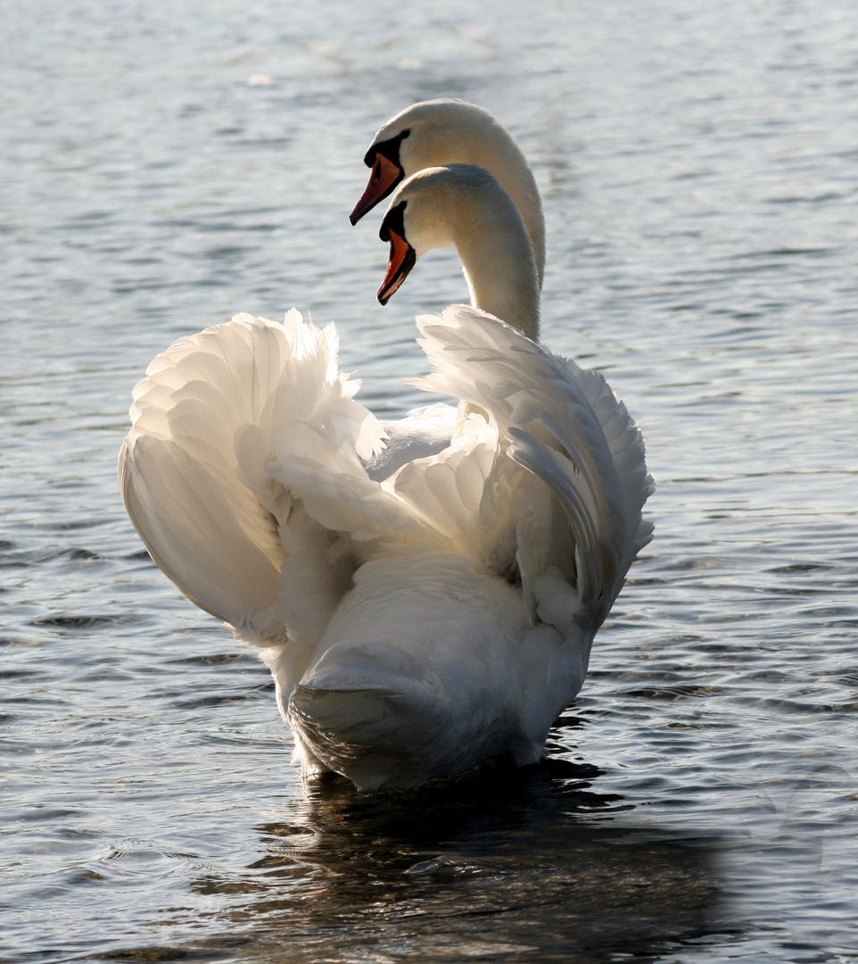 Schwäne 1 Foto & Bild | natur, vögel Bilder auf fotocommunity