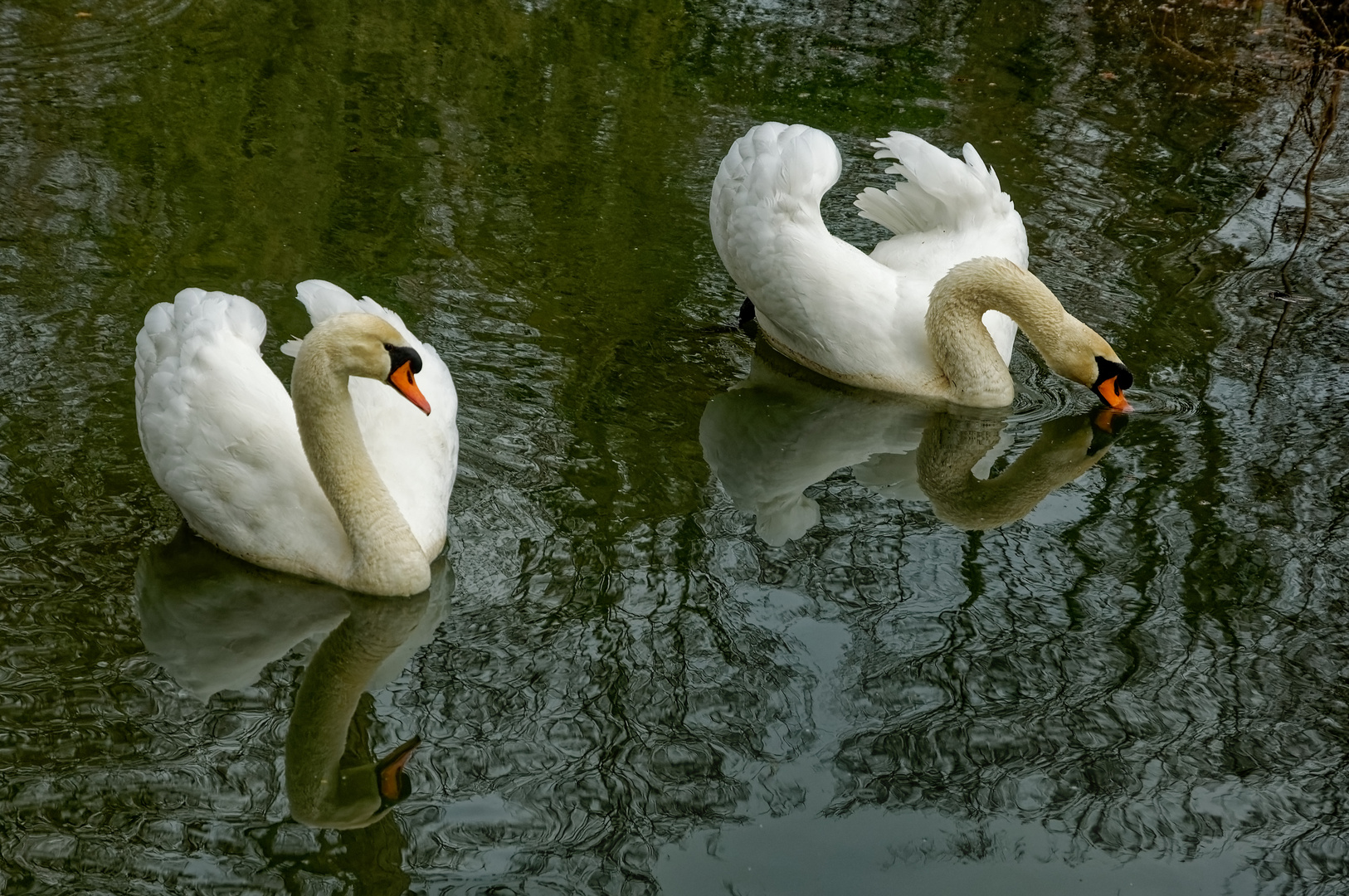 Schwäne Foto & Bild | tiere, wildlife, wild lebende vögel Bilder auf ...