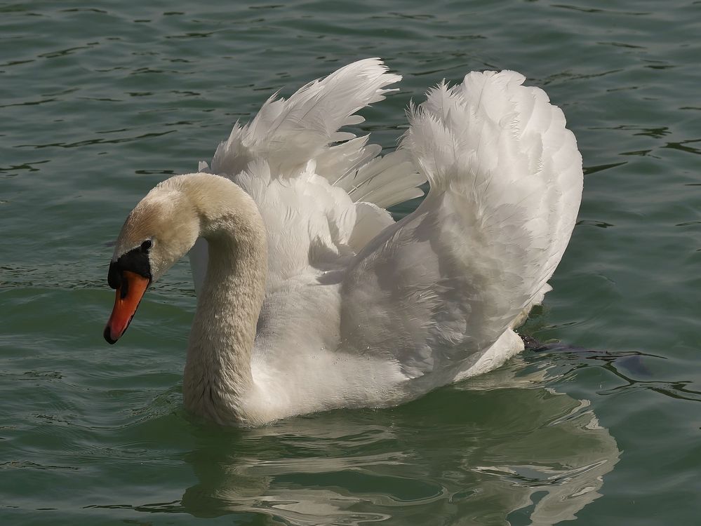 Schwäne Foto & Bild | natur-kreativ, fotos, natur Bilder auf fotocommunity