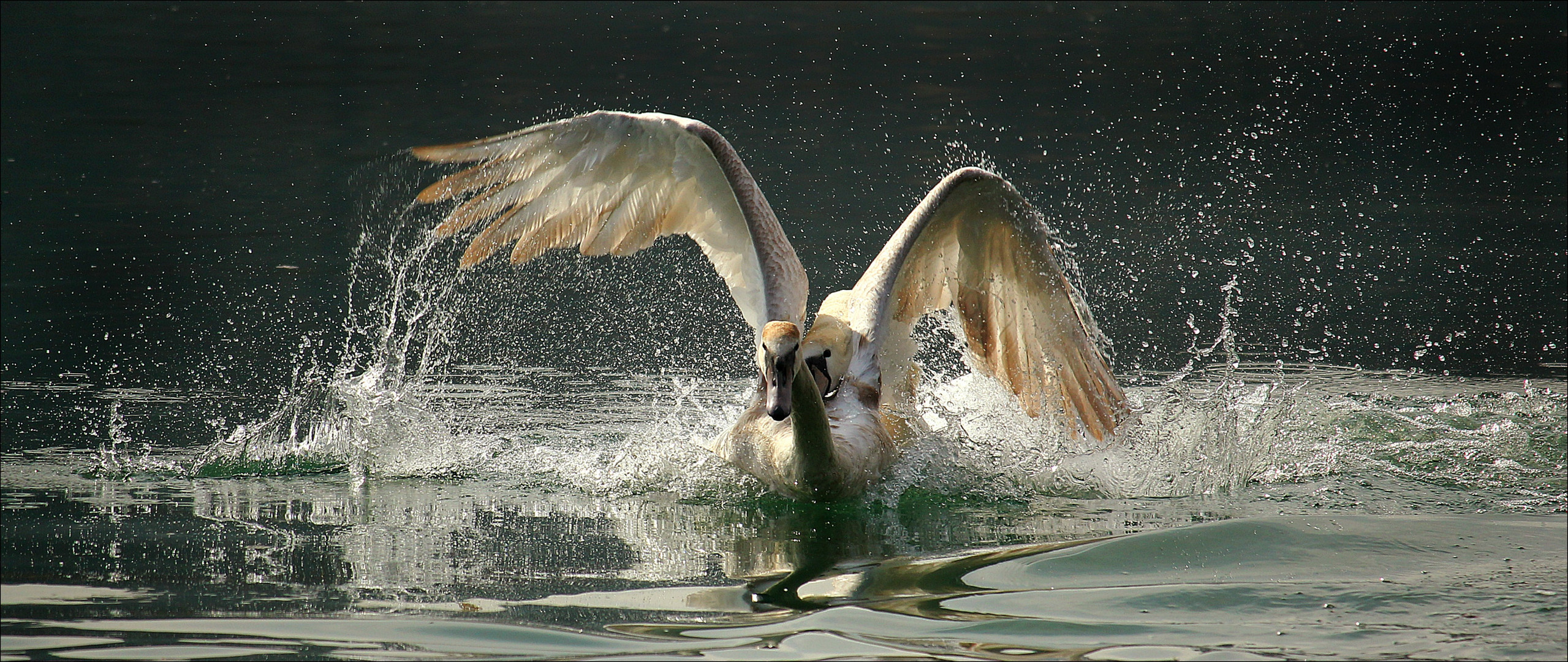 Schwäne Foto & Bild | natur, landschaft, tiere Bilder auf fotocommunity