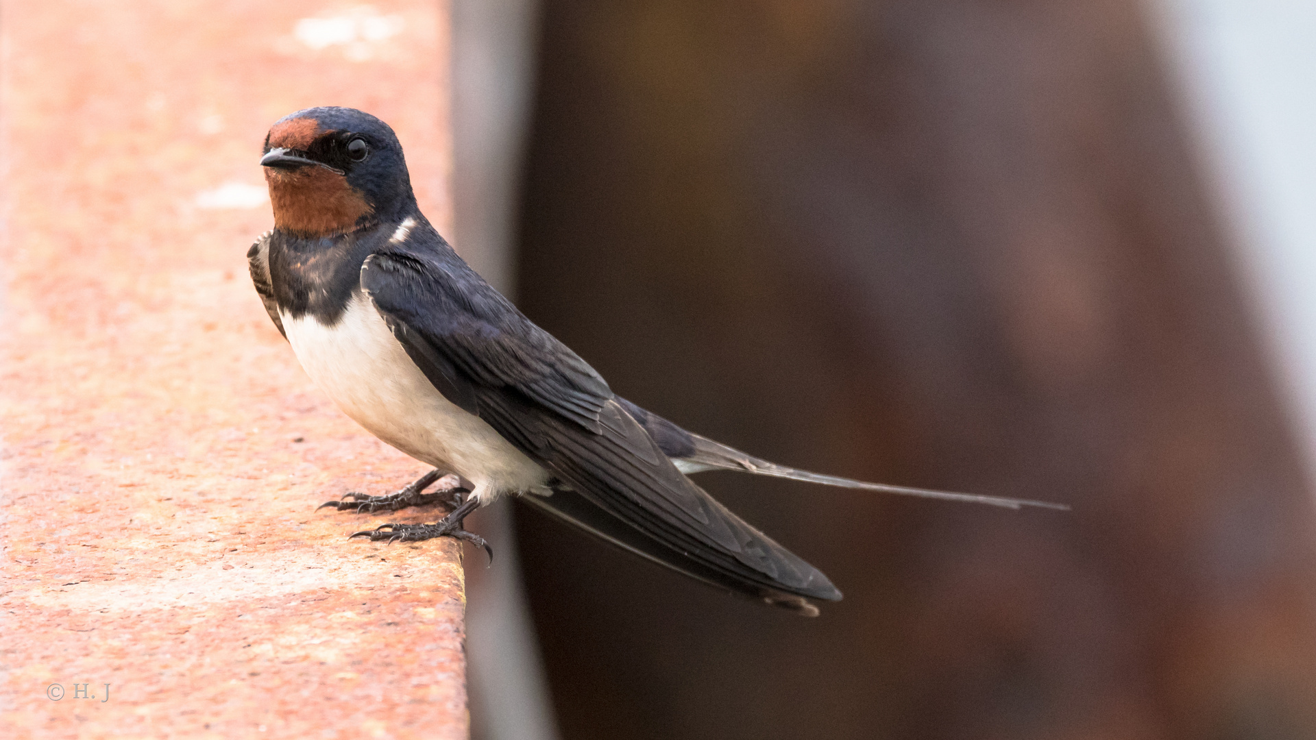 Schwalbe Foto & Bild | vögel, natur, tiere Bilder auf fotocommunity