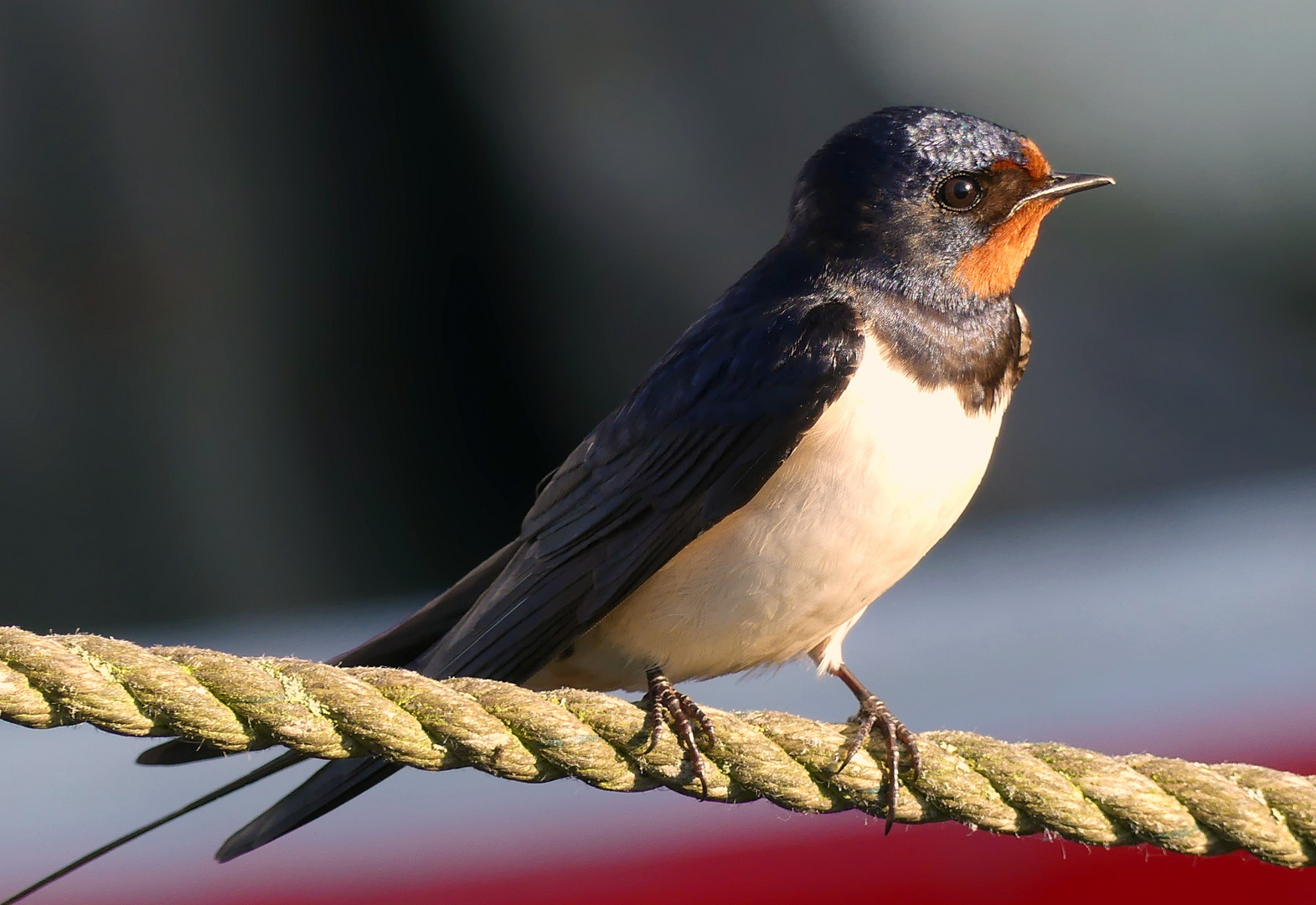 Schwalbe Foto & Bild | fotos, dokumentation, sonnenaufgang Bilder auf ...