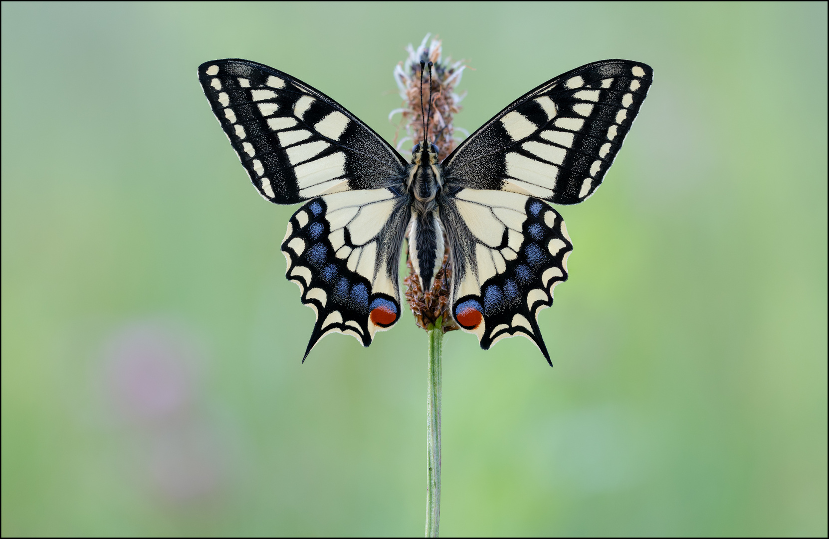 Schwalbenschwanz Falter Foto & Bild | tiere, wildlife, schmetterlinge ...