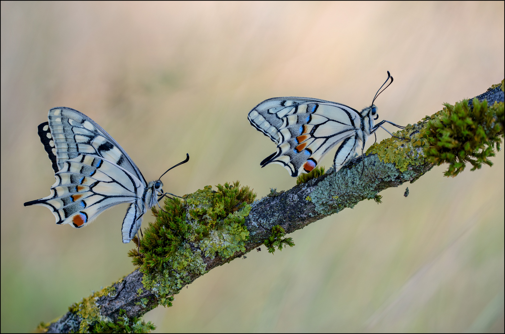 Schwalbenschwanz Falter Foto & Bild | natur, insekten, tiere Bilder auf ...