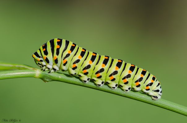 Eier und Raupen Bilder & Fotos