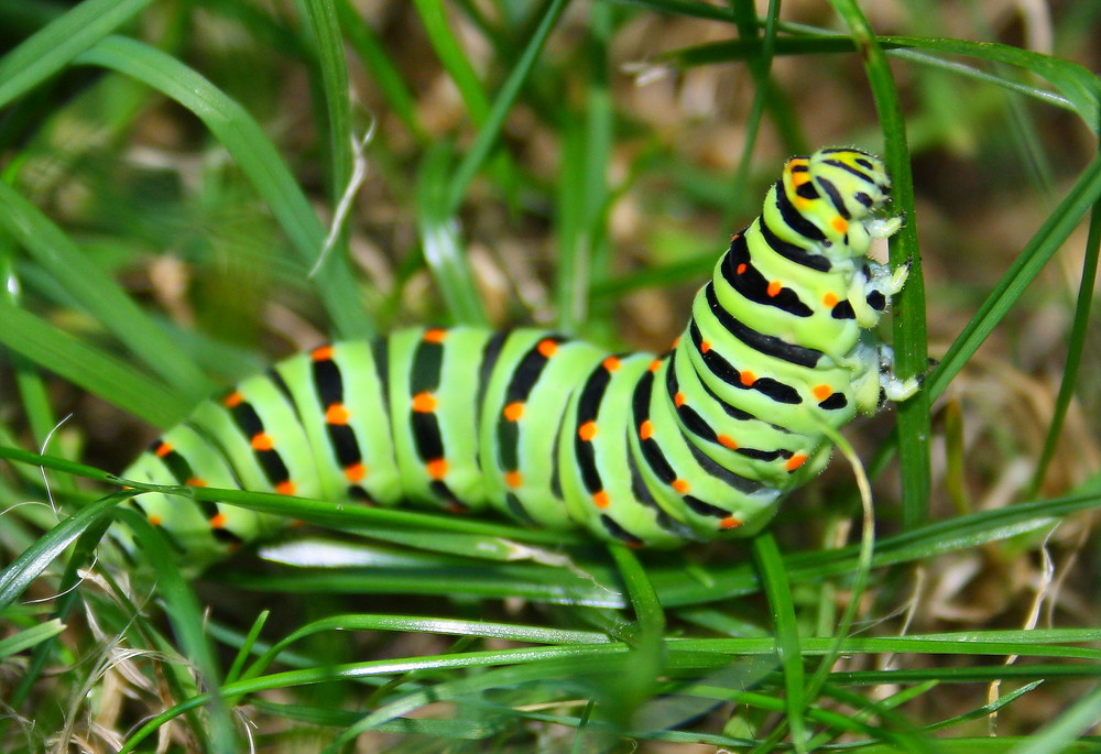 Schwalbenschwanz-Raupe Foto & Bild | tiere, wildlife, insekten Bilder ...