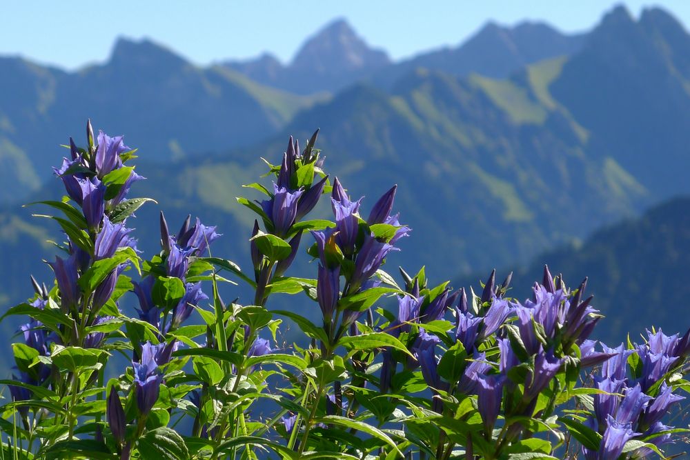 Schwalbenwurzenzian in den Allgäuer Hochalpen Foto & Bild | archiv ...