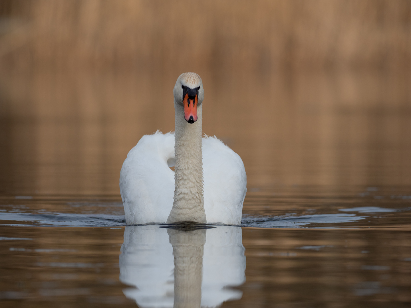 Schwan Foto & Bild | tiere, wildlife, wild lebende vögel Bilder auf ...