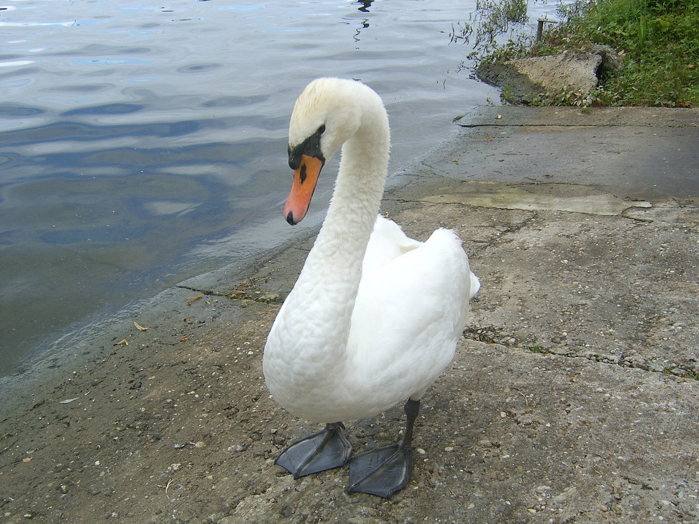 Schwan Foto & Bild | tiere, wildlife, wild lebende vögel Bilder auf ...