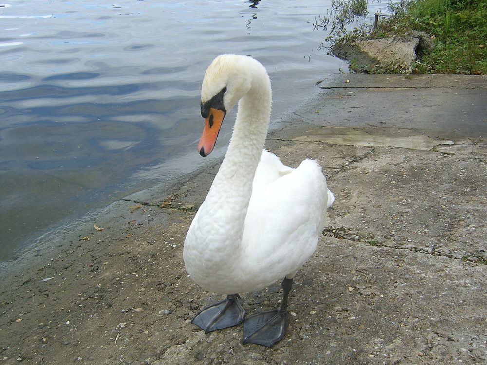 Schwan Foto & Bild | tiere, wildlife, wild lebende vögel Bilder auf ...