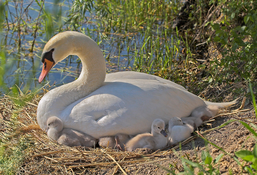 Schwan 1 Foto & Bild | tiere, wildlife, wild lebende vögel Bilder auf ...