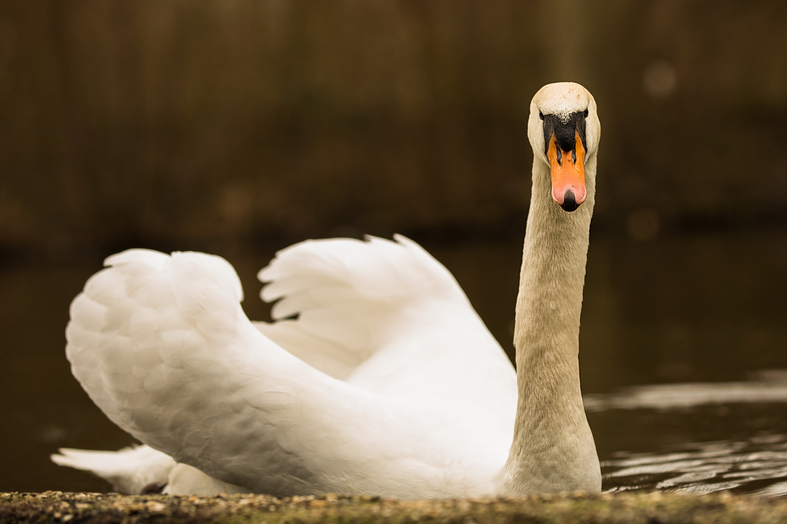 Schwan Foto & Bild | tiere, wildlife, wild lebende vögel Bilder auf ...