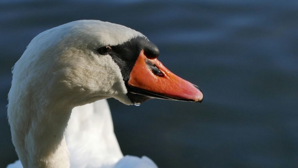 Schwan Foto & Bild | tiere Bilder auf fotocommunity