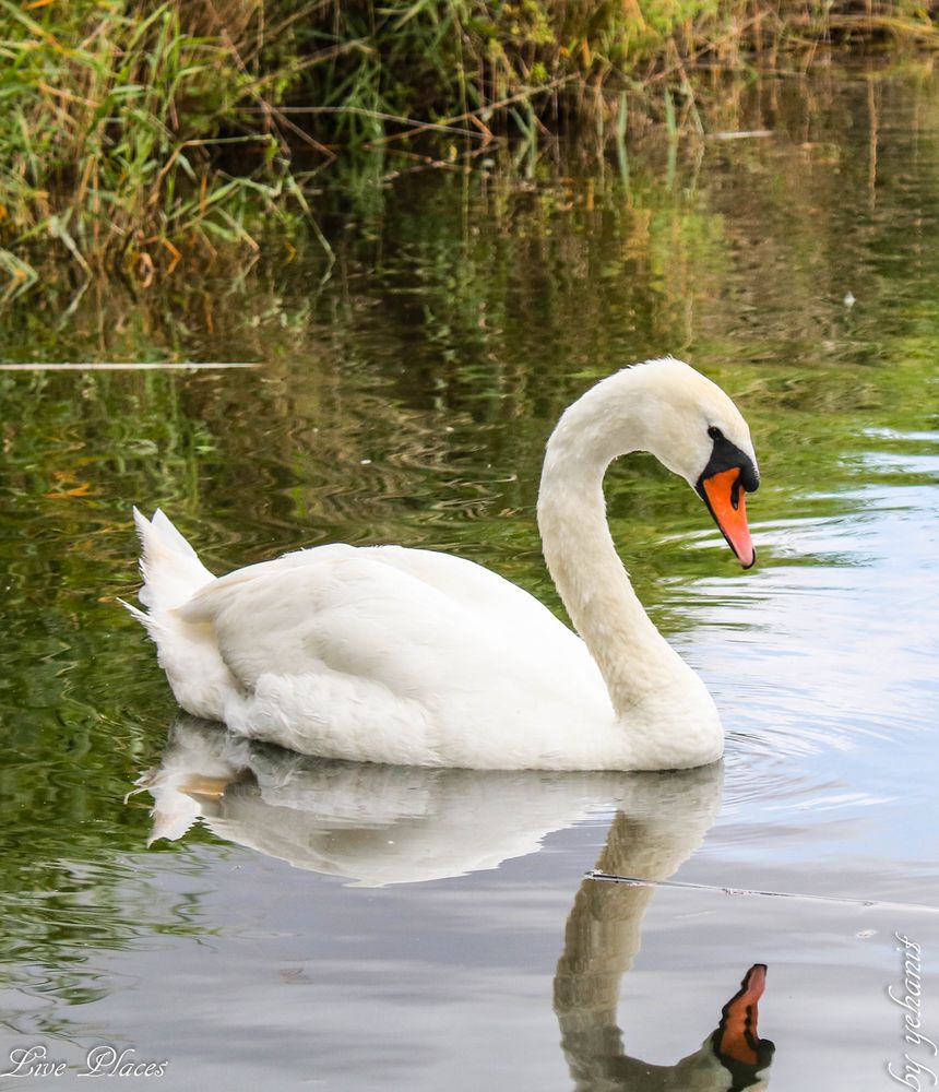 Schwan Foto & Bild | tiere, wildlife, wild lebende vögel Bilder auf ...