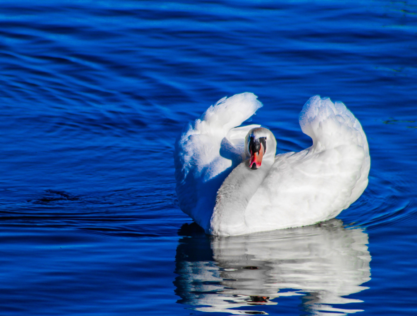 Schwan Foto & Bild | tiere, wildlife, wild lebende vögel Bilder auf ...
