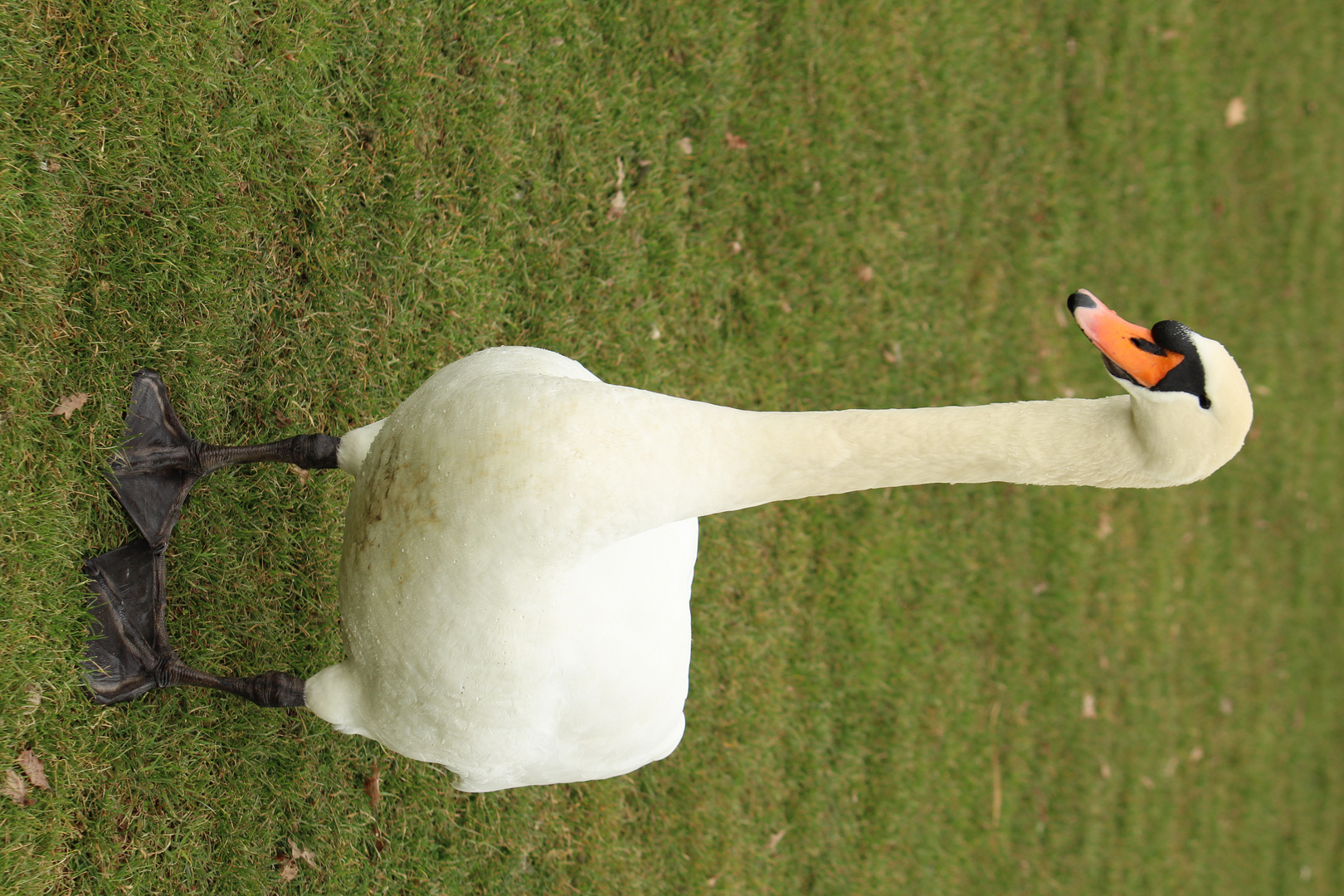 Schwan Foto & Bild | tiere, wildlife, wild lebende vögel Bilder auf ...