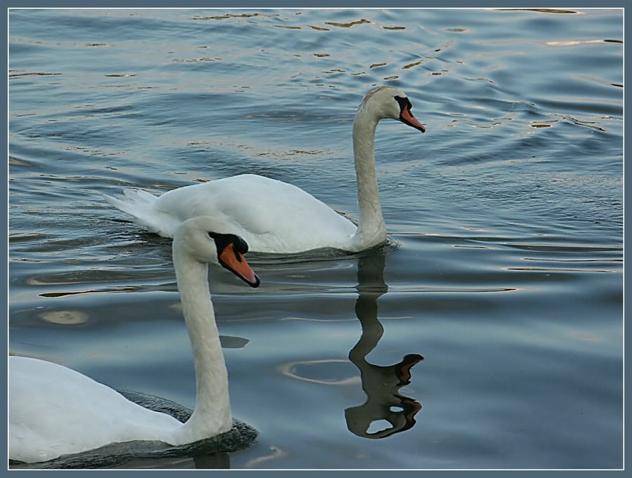 Schwan 2 Foto & Bild | tiere, wildlife, wild lebende vögel Bilder auf ...