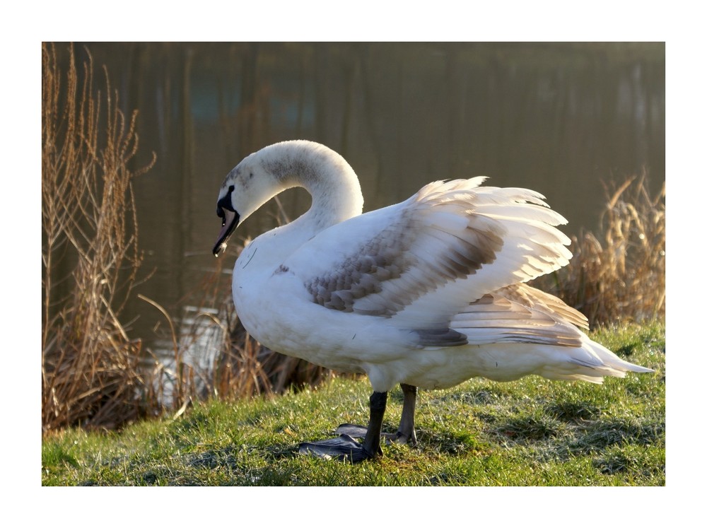 Schwan-2 Foto & Bild | tiere, wildlife, wild lebende vögel Bilder auf ...