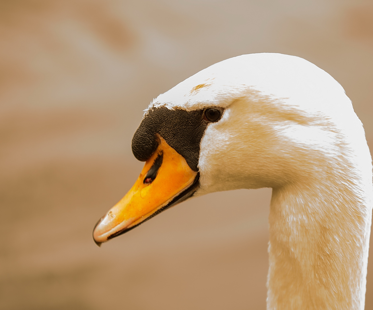 Schwan Foto & Bild | tiere, wildlife, wild lebende vögel Bilder auf ...