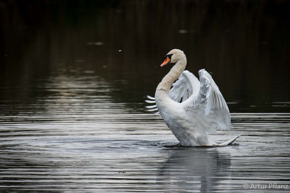 Schwan Foto & Bild | tiere, wildlife, wild lebende vögel Bilder auf ...