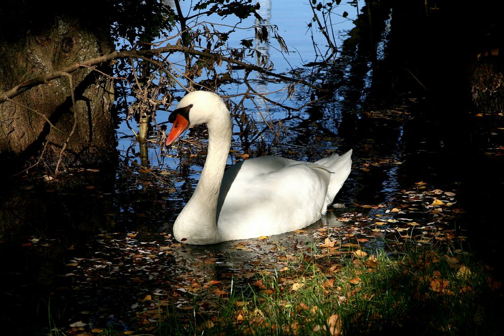 Schwan 3 Foto & Bild | tiere, wildlife, wild lebende vögel Bilder auf ...