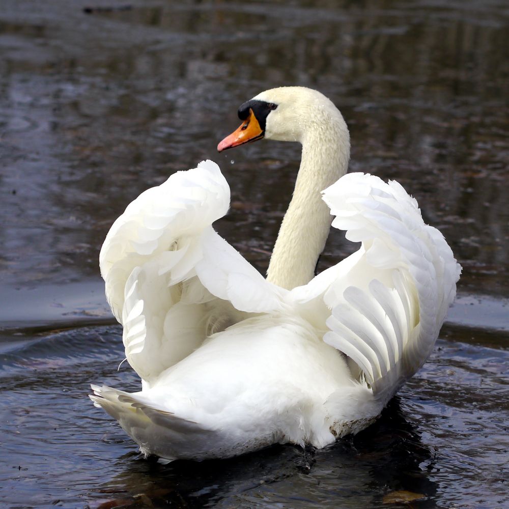 Schwan Foto & Bild | tiere, wildlife, wild lebende vögel Bilder auf ...