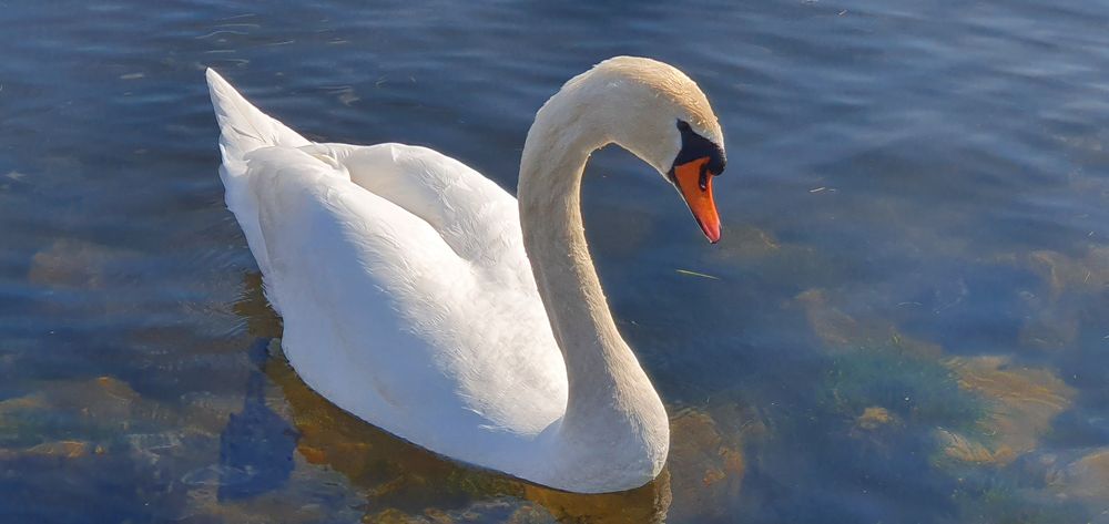 Schwan Foto & Bild | tiere, wildlife, 07.03.2021 Bilder auf fotocommunity