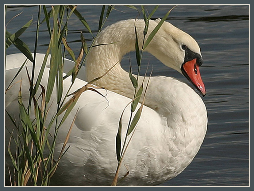 Schwan Foto & Bild | tiere, wildlife, wild lebende vögel Bilder auf ...