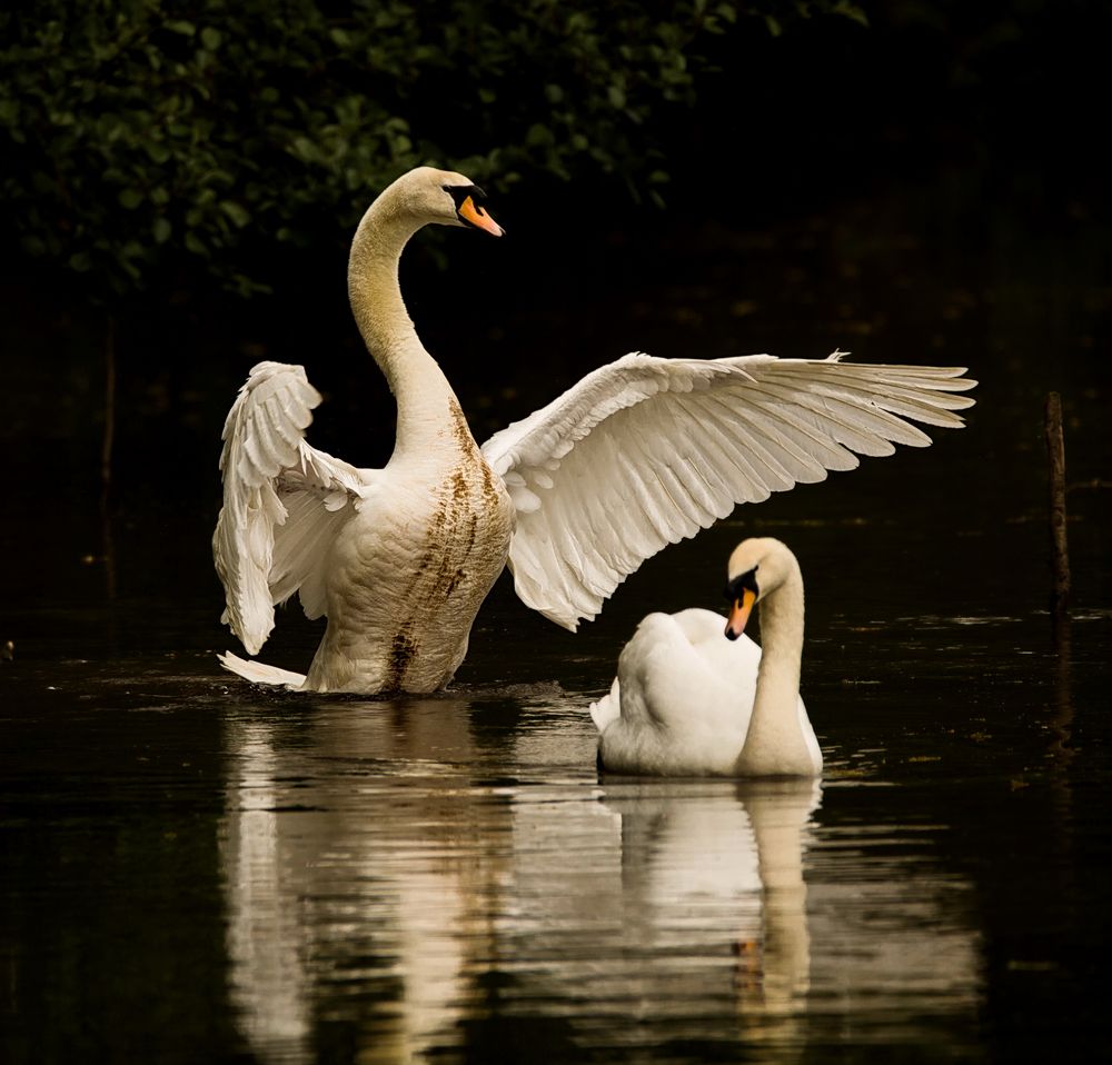 Schwan Foto & Bild | tiere, wildlife, wild lebende vögel Bilder auf ...