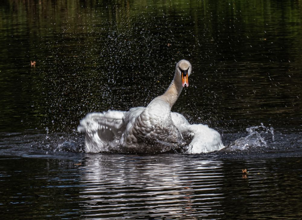 Schwan Foto & Bild | tiere, wildlife, wild lebende vögel Bilder auf ...