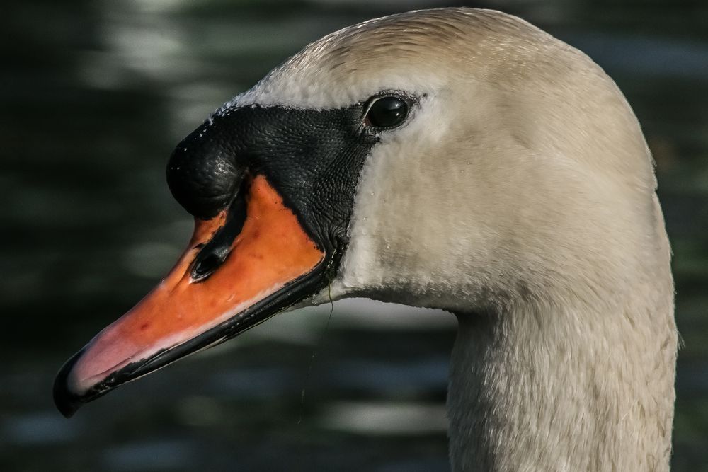Schwan Foto & Bild | tiere, wildlife, wild lebende vögel Bilder auf ...