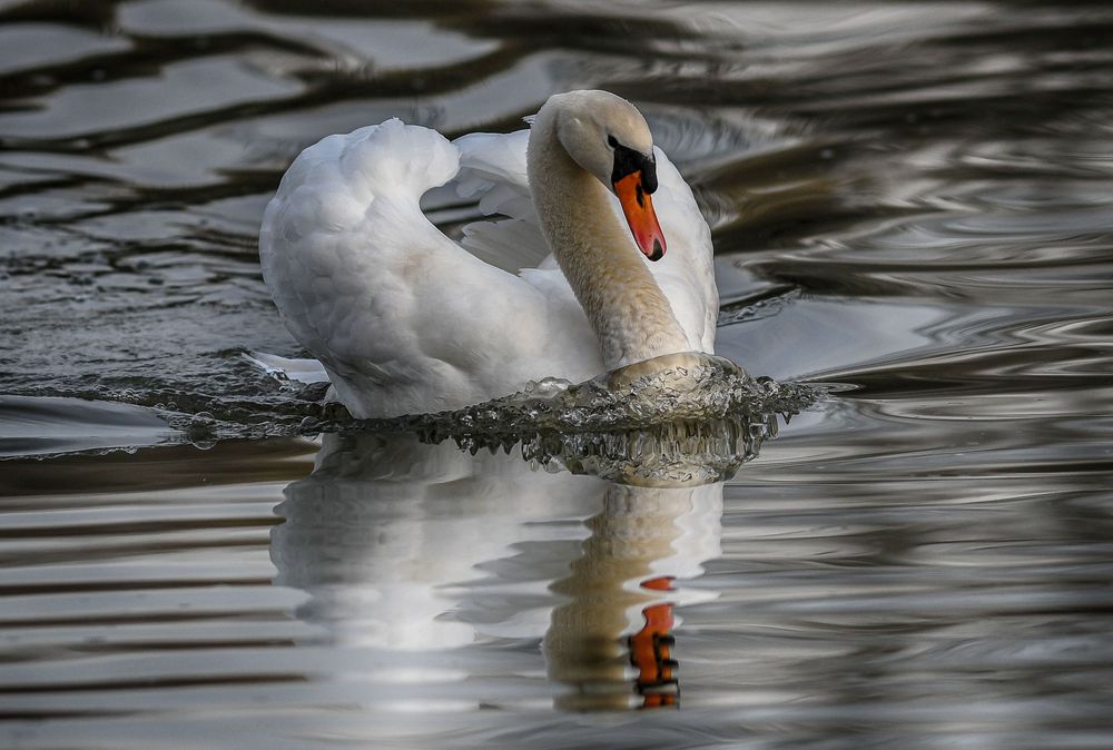 Schwan Foto & Bild | tiere, wildlife, wild lebende vögel Bilder auf ...