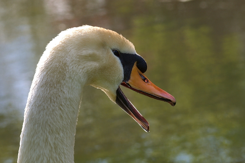 Schwan Foto & Bild | tiere, wildlife, wild lebende vögel Bilder auf ...