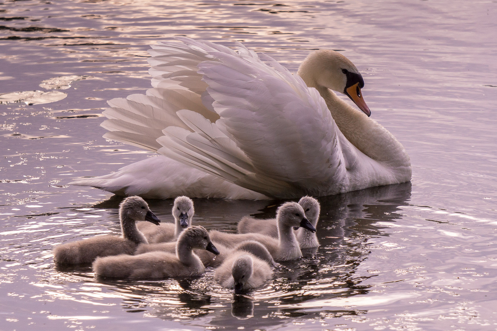 schwan Foto & Bild | tiere, tierkinder, lübeck Bilder auf fotocommunity