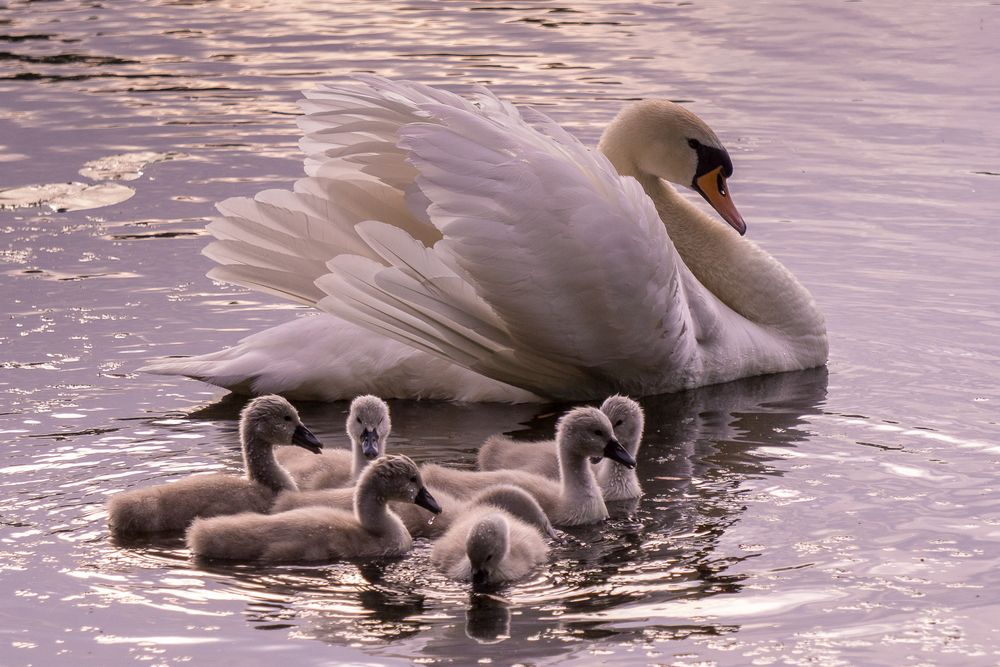 schwan Foto & Bild | tiere, tierkinder, lübeck Bilder auf fotocommunity