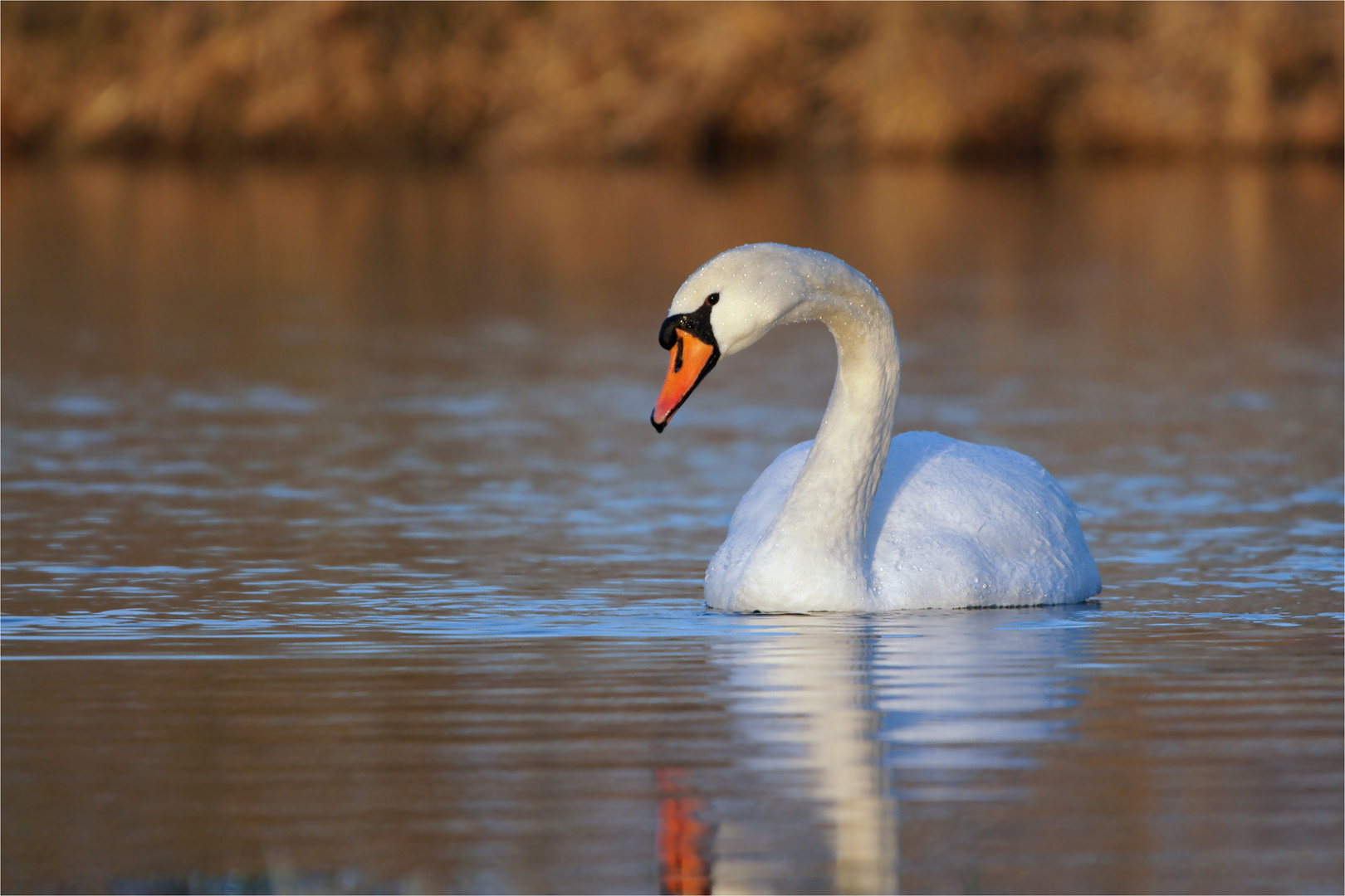 Schwan Foto & Bild | tiere, wildlife, wild lebende vögel Bilder auf ...